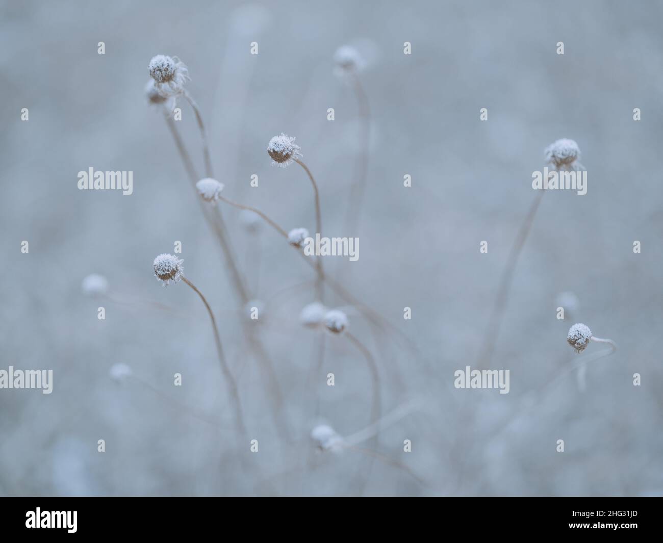 Dead Leaf in Winter Stock Photo - Alamy