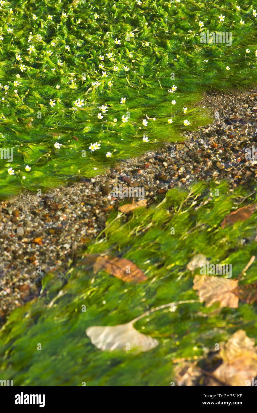 Algae transparency hi-res stock photography and images - Alamy