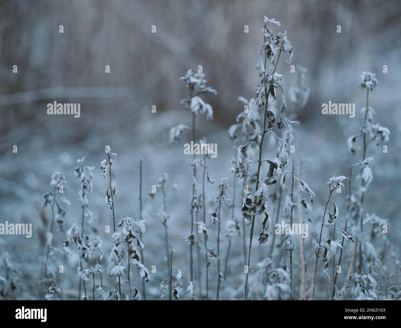 Dead leaf in early hi-res stock photography and images - Alamy
