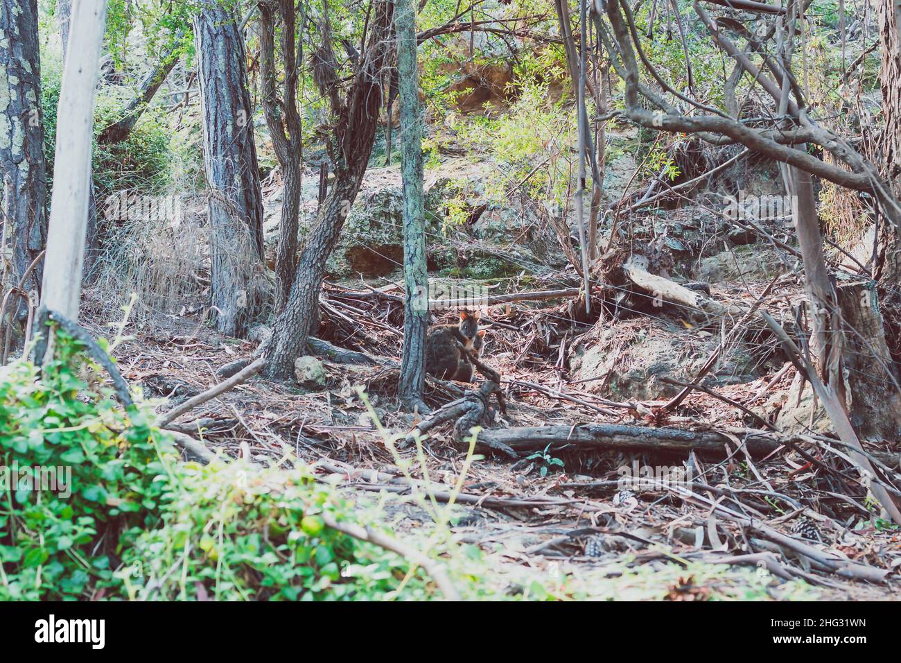 wild wallabies encountered on the path surrounded by thick vegetation ...