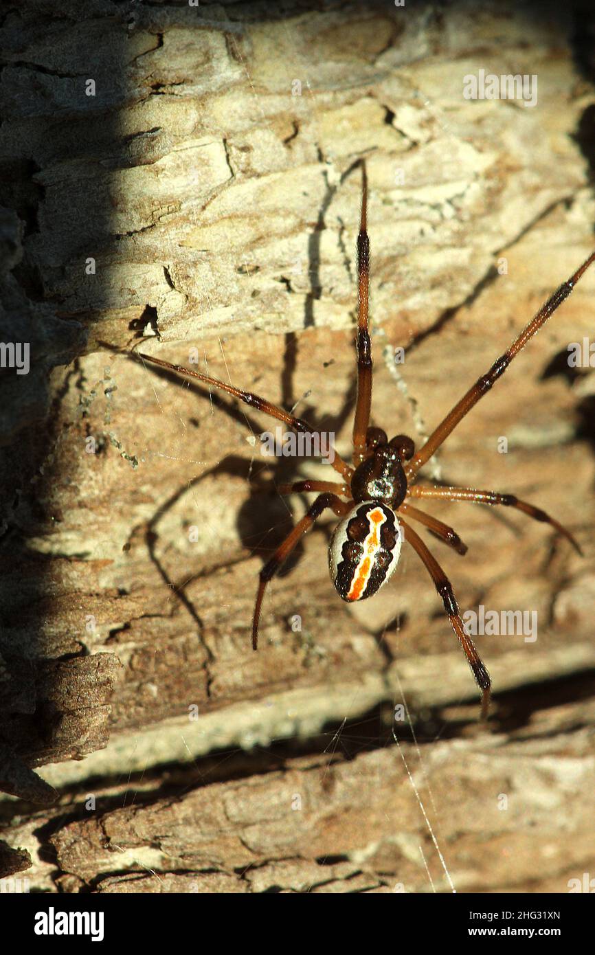 Katipo spider hi-res stock photography and images - Alamy