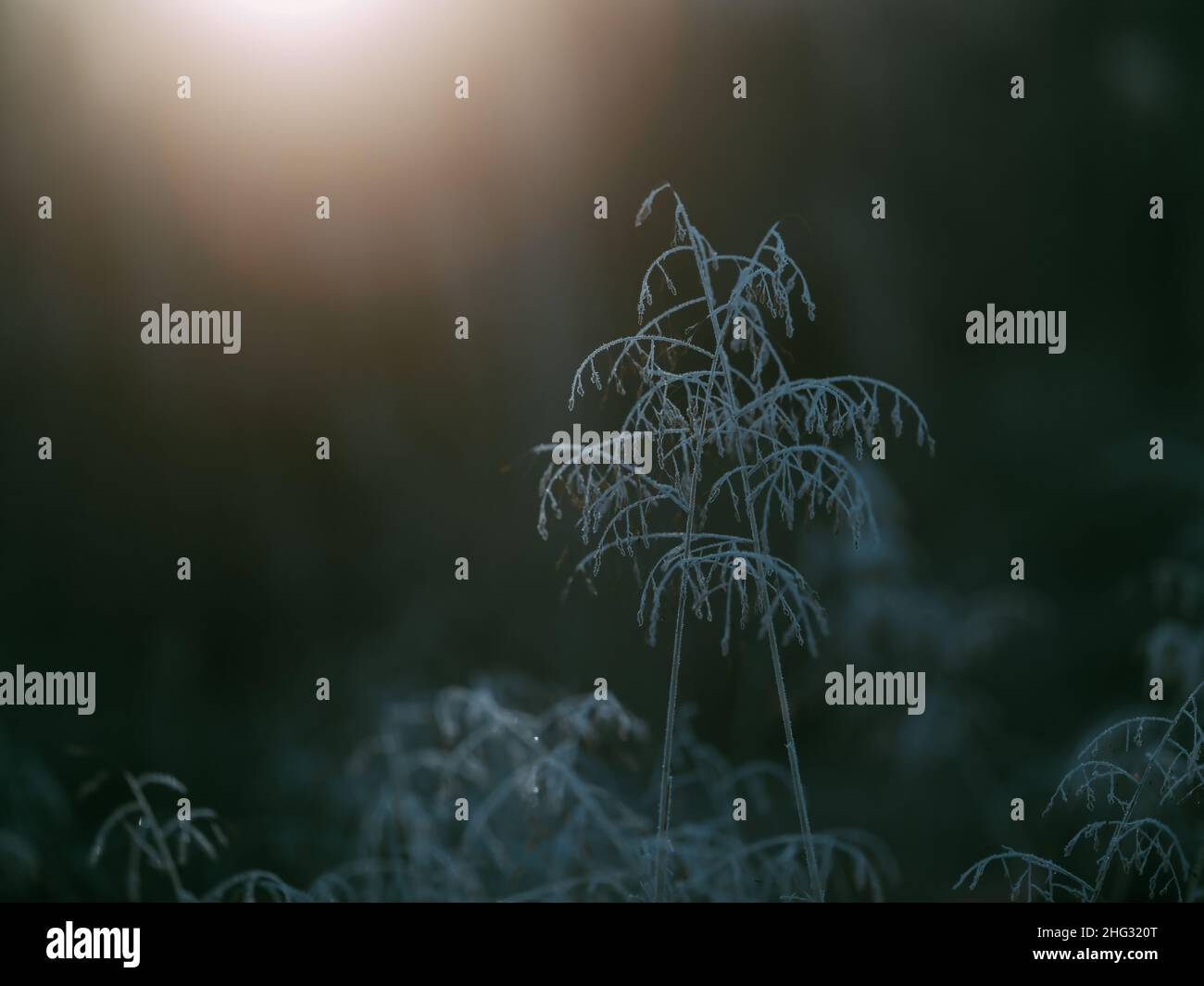 Frost flower hokkaido japan hi-res stock photography and images - Alamy