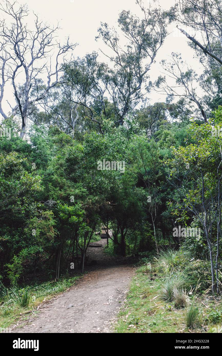 path surrounded by thick vegetation and bush along the Boronia beach ...