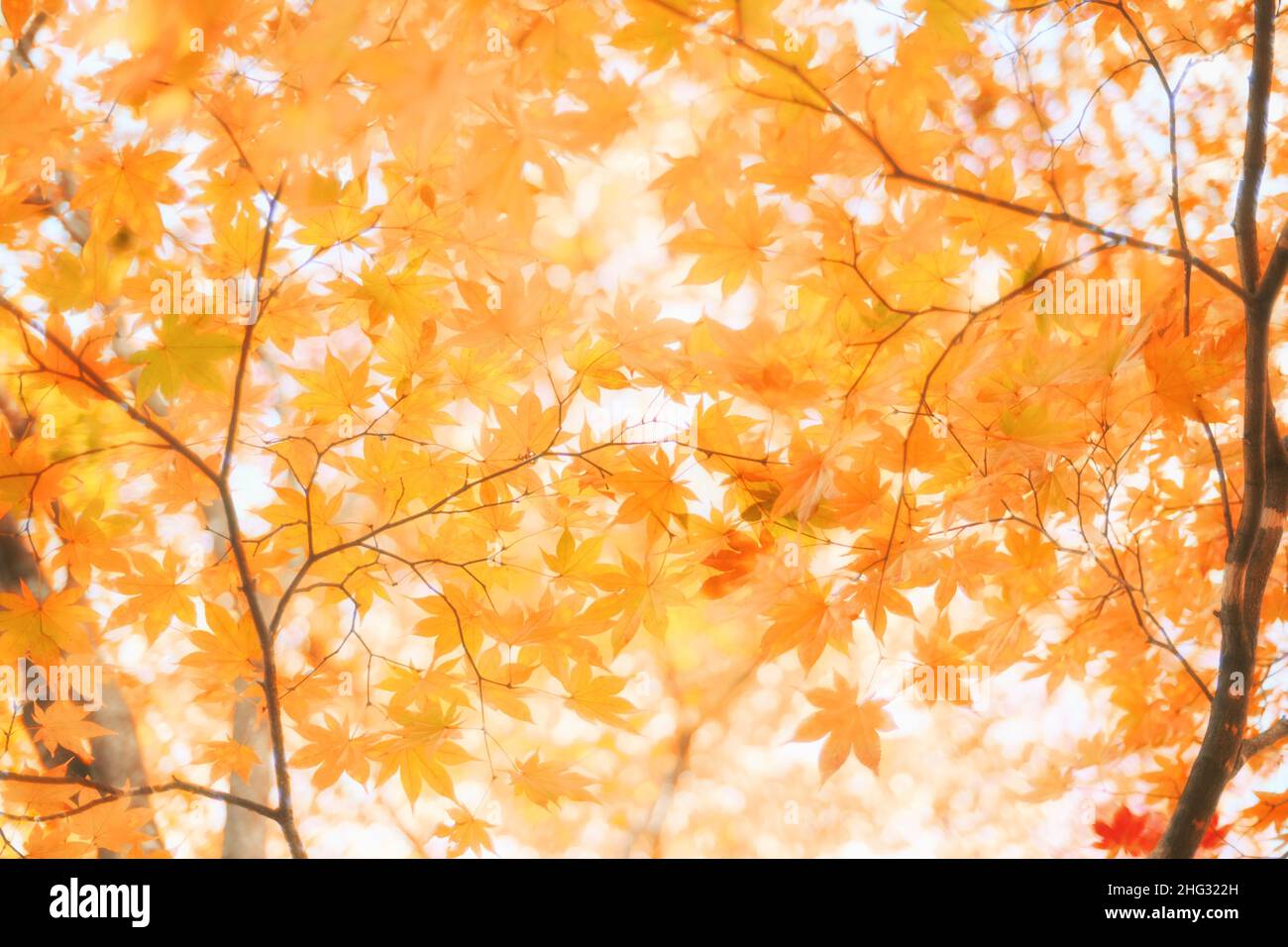 Japanese Fall Foliage Stock Photo - Alamy
