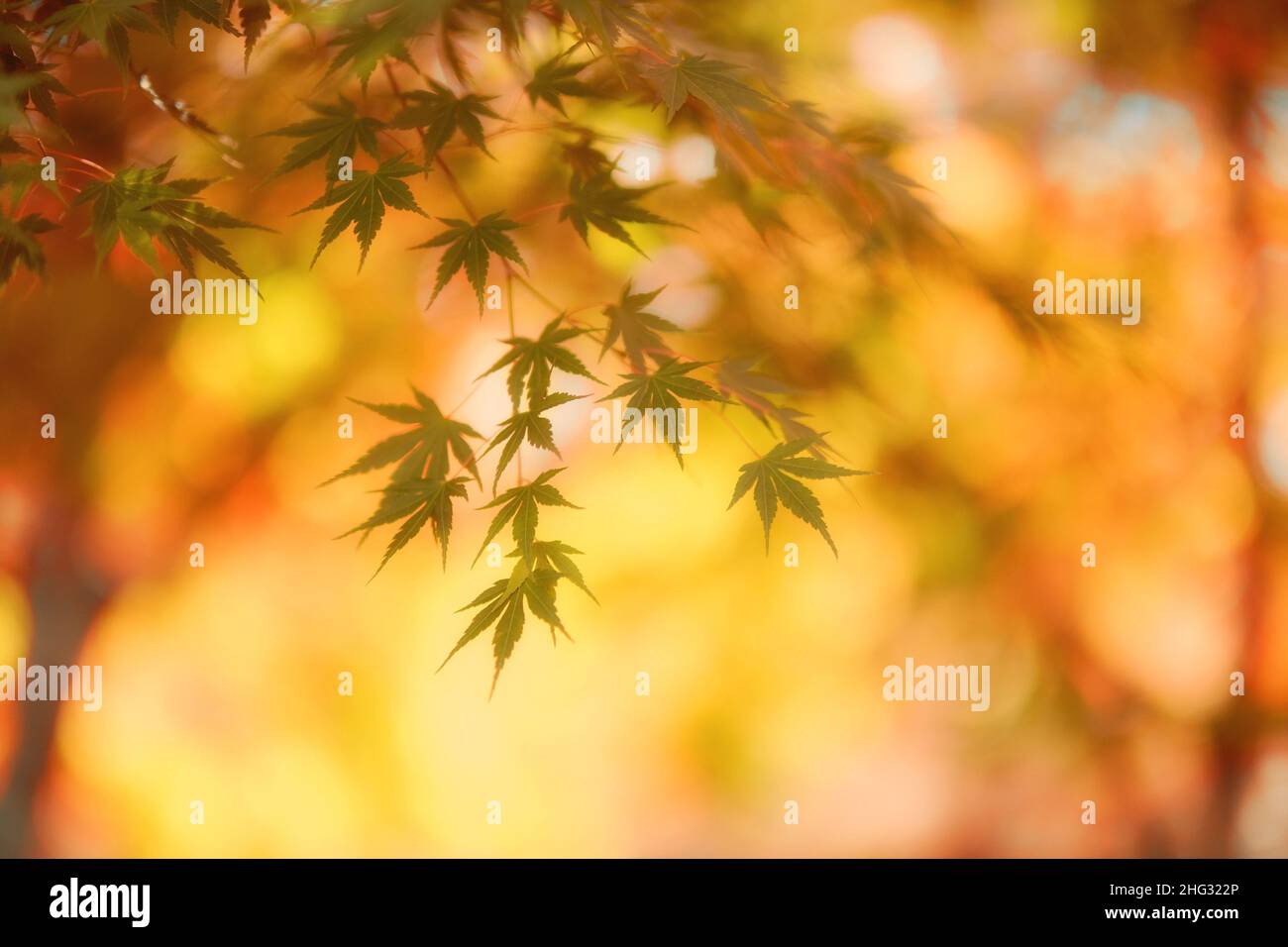 Japanese Fall Foliage Stock Photo - Alamy