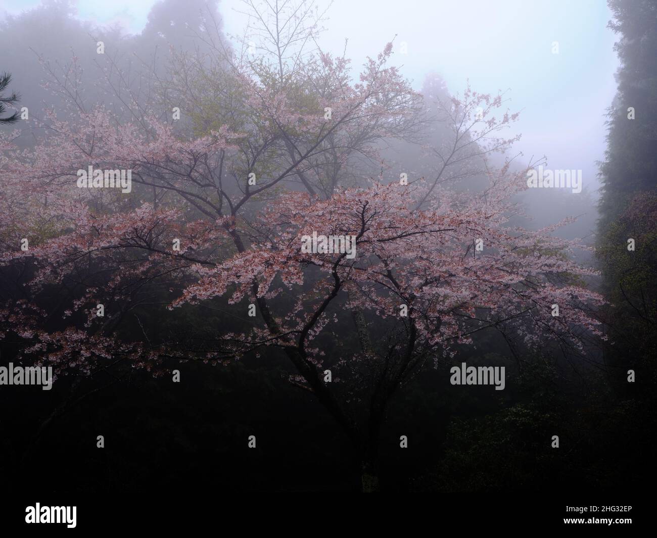 Cherry Blossom in Fog Stock Photo - Alamy