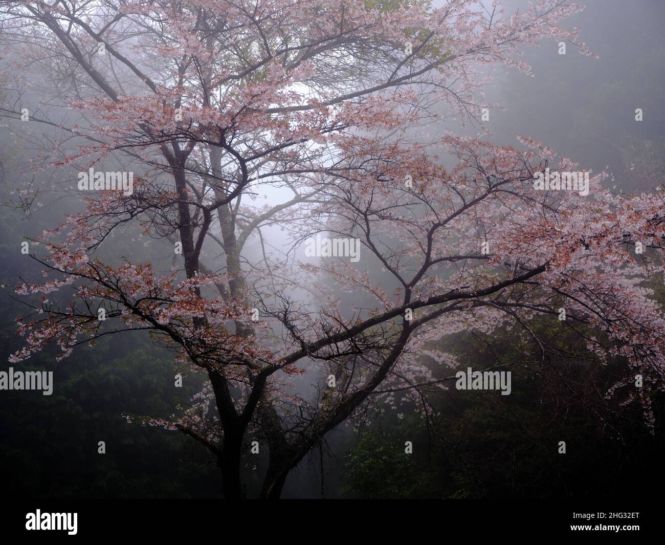 Cherry Blossom in Fog Stock Photo - Alamy