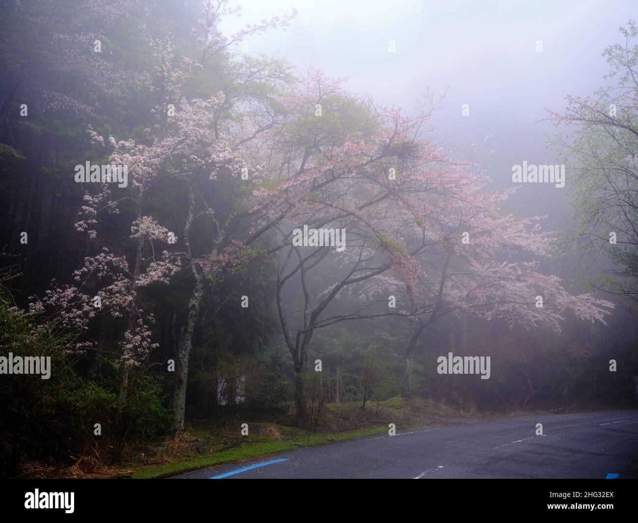 Cherry Blossom in Fog Stock Photo - Alamy