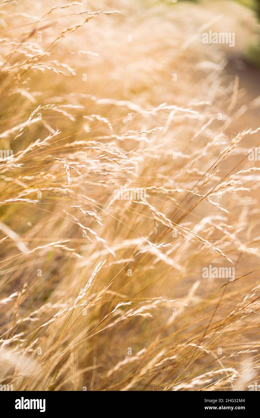 close-up of golden wheatgrass plant outdoor in sunny meadow shot at ...
