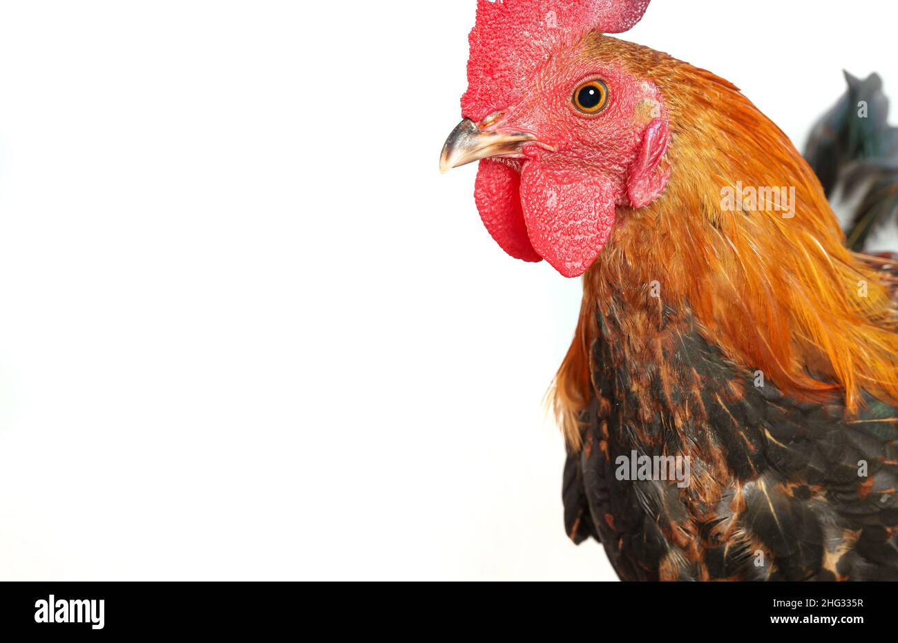 Red crested chicken on a white background Stock Photo - Alamy