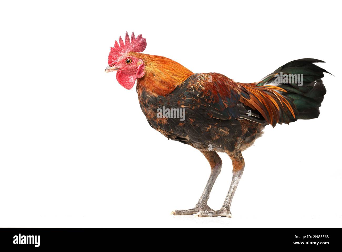 Red crested chicken on a white background Stock Photo - Alamy