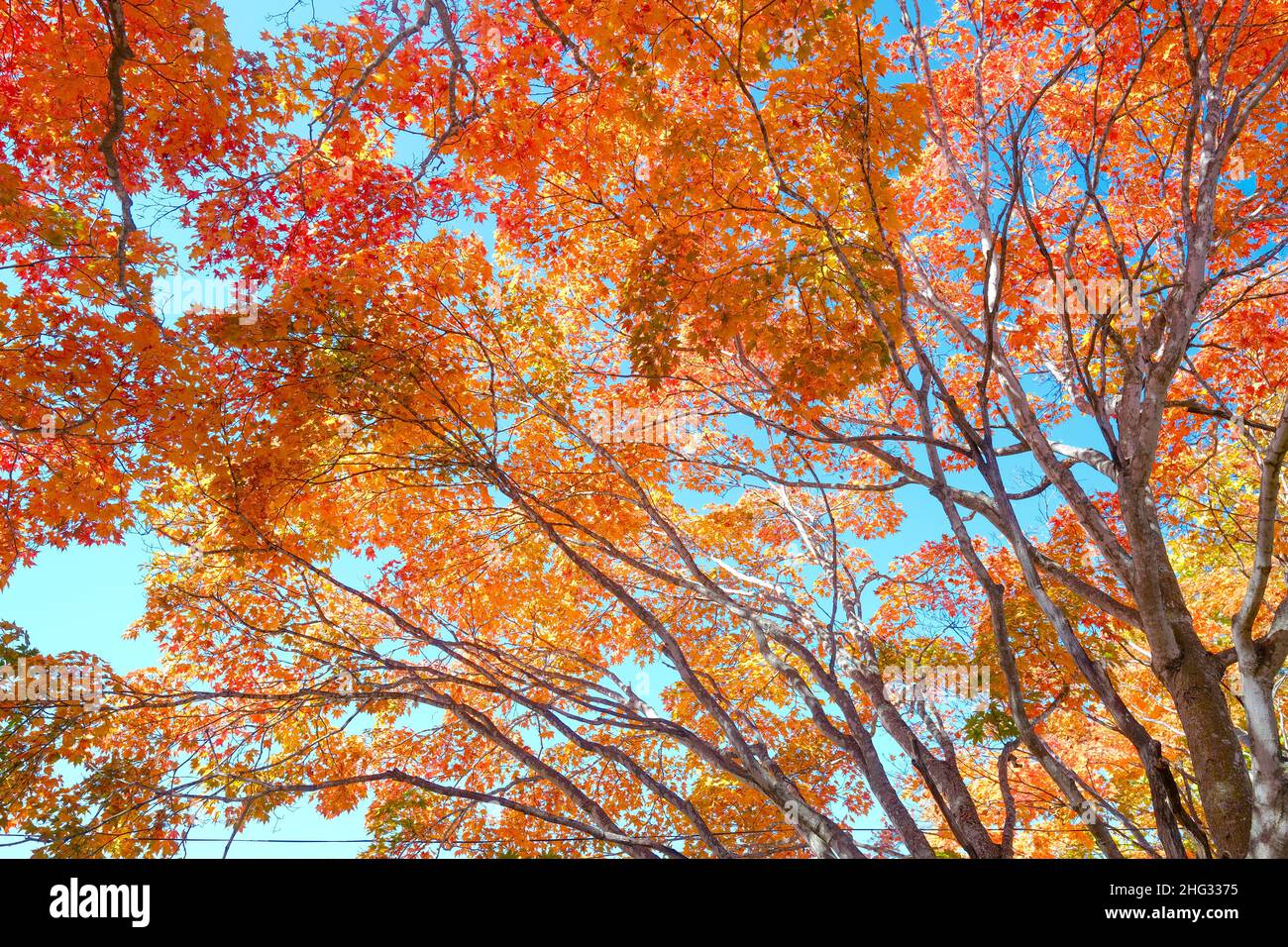 Japanese Fall Foliage Stock Photo - Alamy