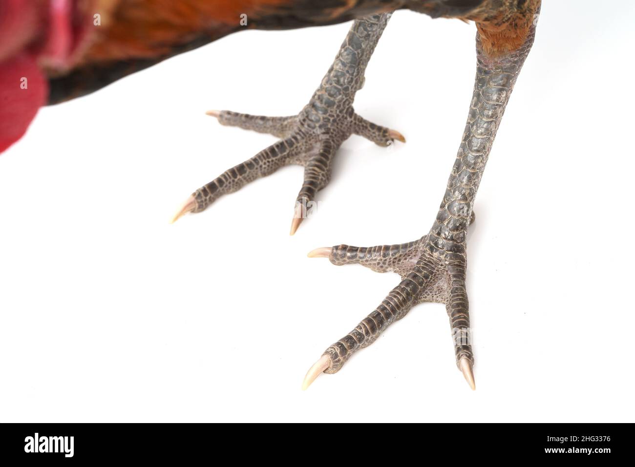 Red crested chicken on a white background Stock Photo - Alamy