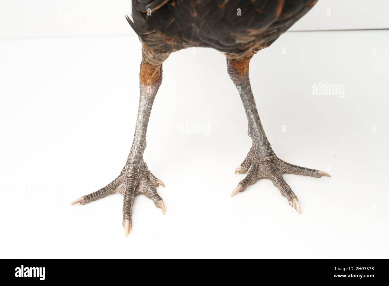 Red crested chicken on a white background Stock Photo - Alamy