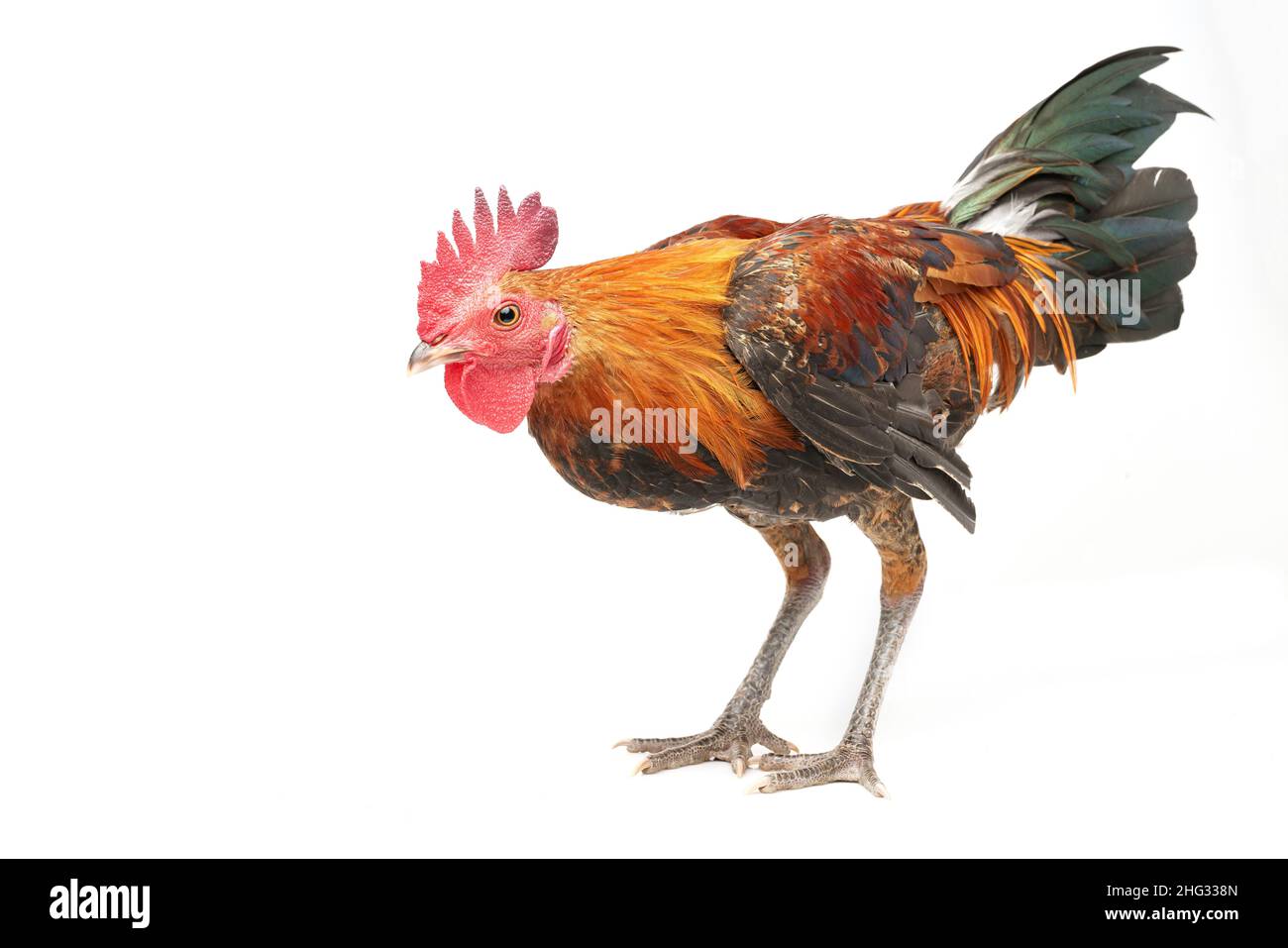 Red crested chicken on a white background Stock Photo - Alamy