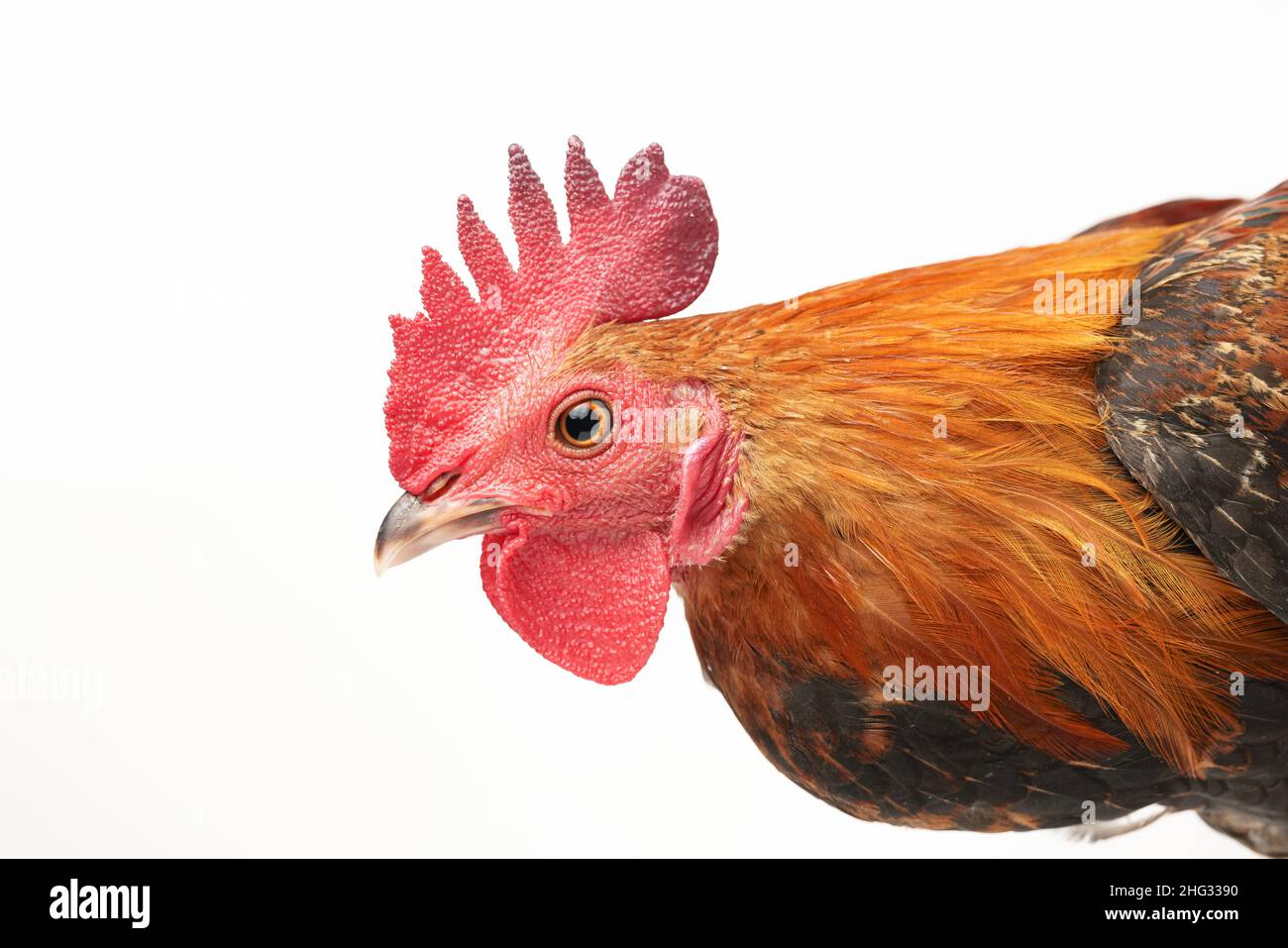 Red crested chicken on a white background Stock Photo - Alamy