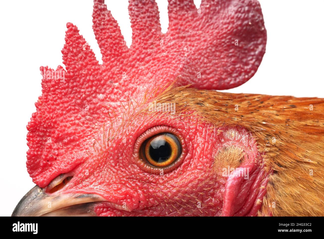 Red crested chicken on a white background Stock Photo - Alamy