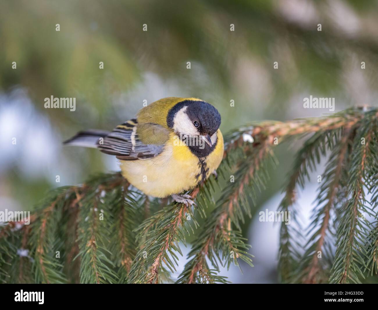 Cute bird Great tit, songbird sitting on the nice fir branch. Parus ...