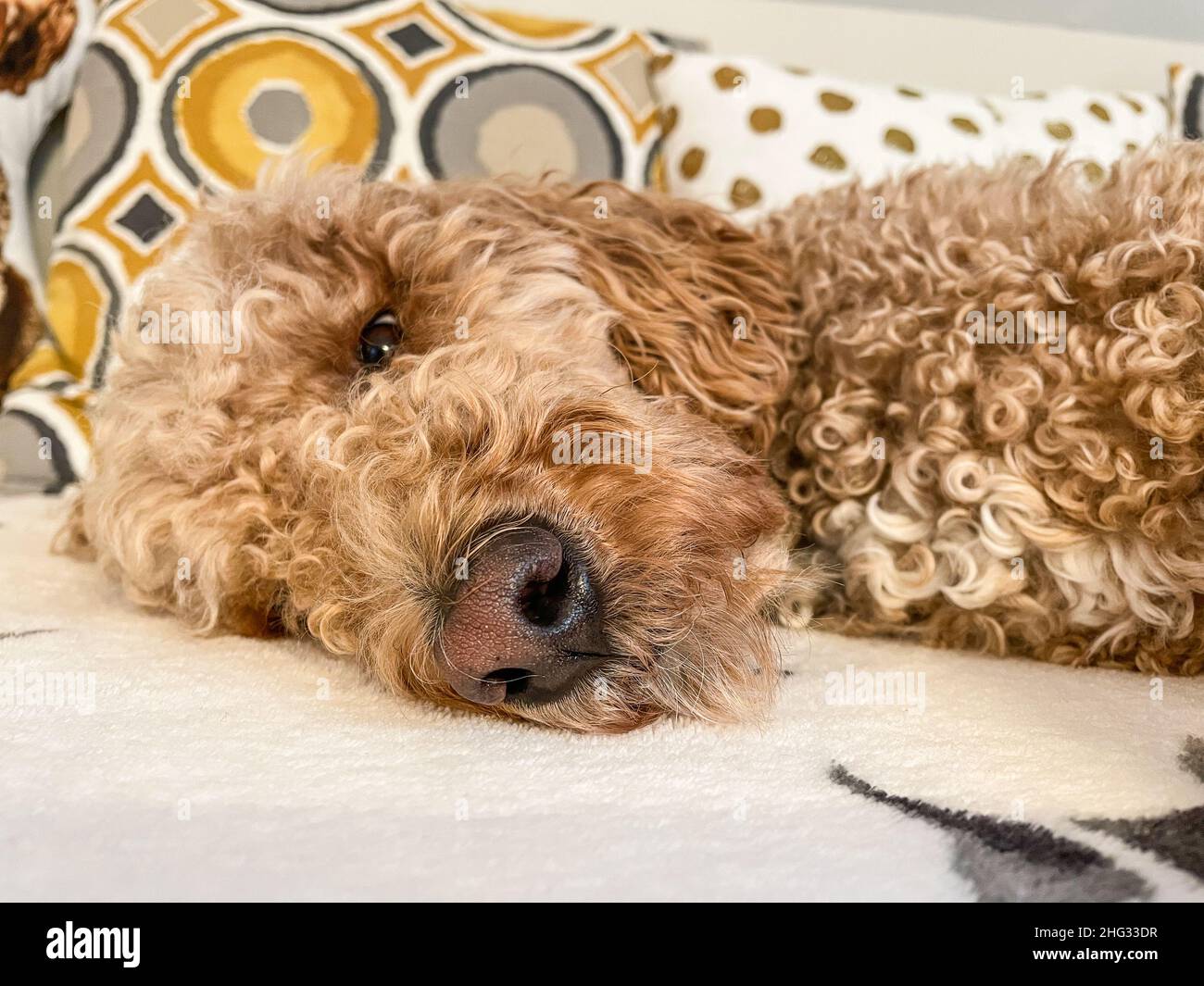 Australian Labradoodle is a mix between the Labrador Retriever, Poodle ...