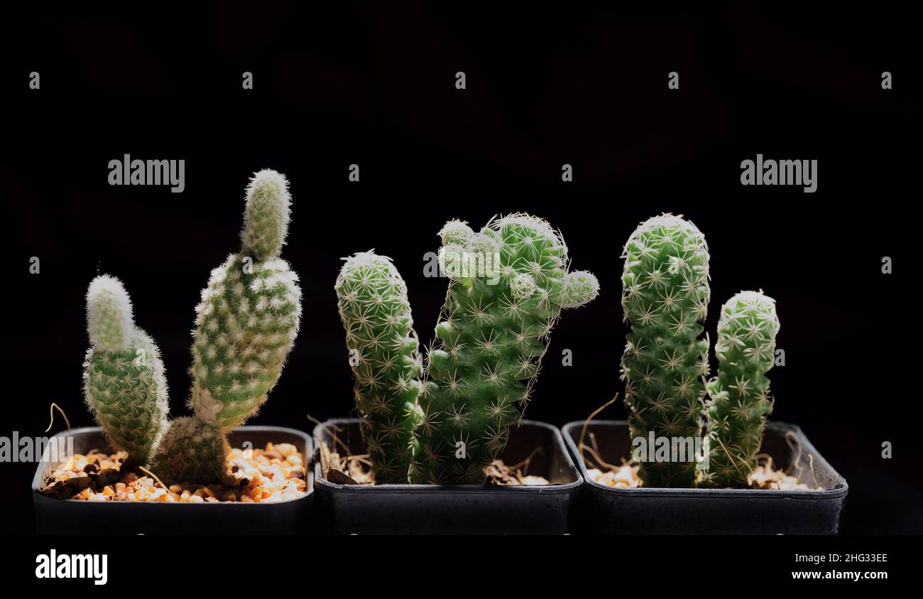 Little Tropical cactus green close up. side view Stock Photo - Alamy