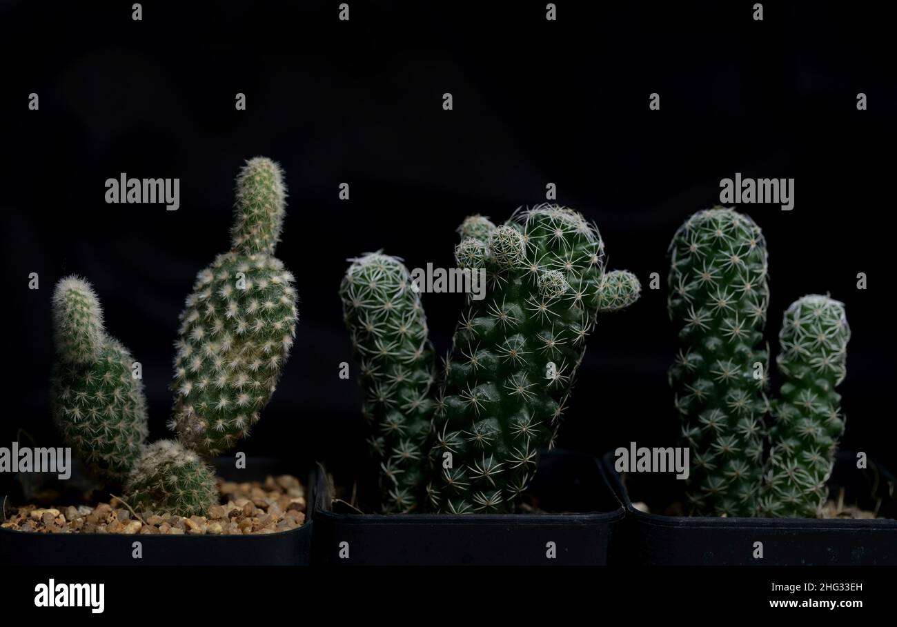 Little Tropical cactus green close up. side view Stock Photo - Alamy