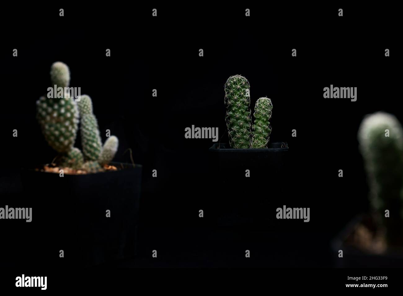 Little Tropical cactus green close up. side view Stock Photo - Alamy