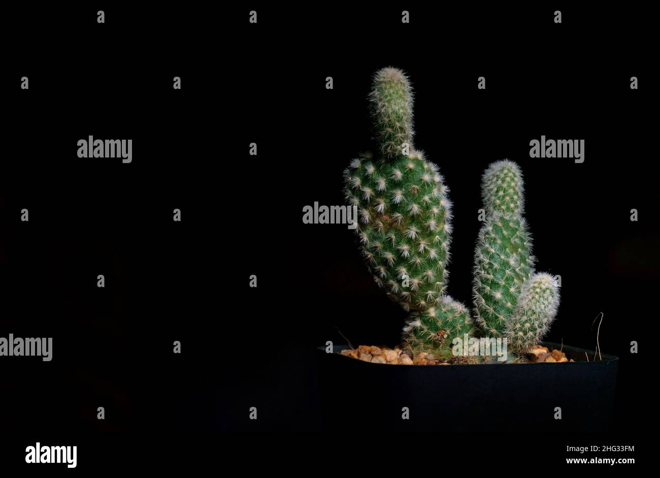 Little Tropical cactus green close up. side view Stock Photo - Alamy