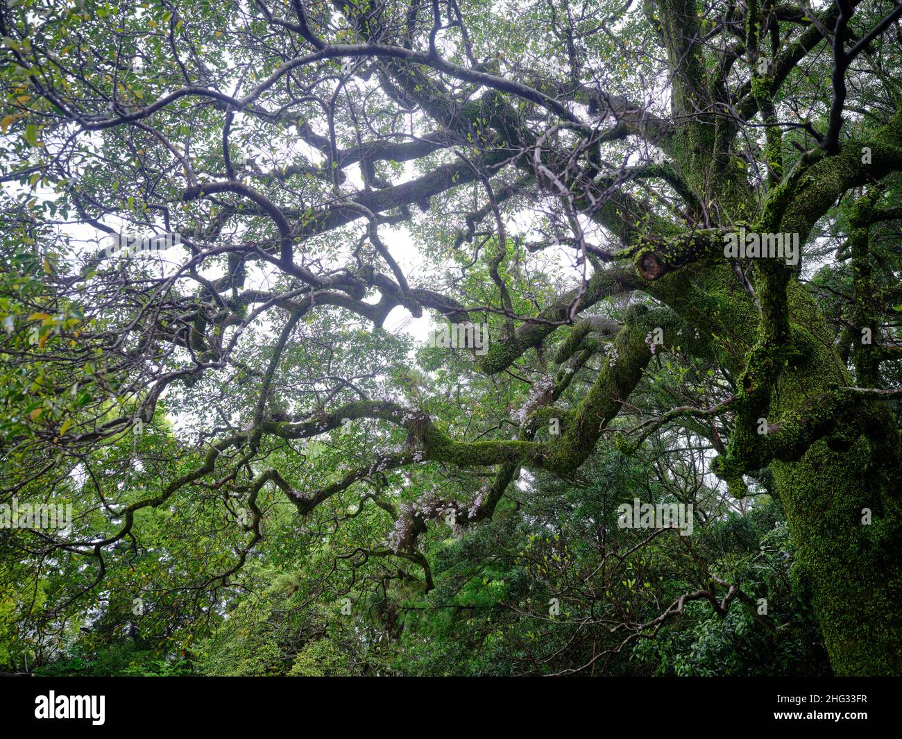 Big Tree in Fog Stock Photo - Alamy