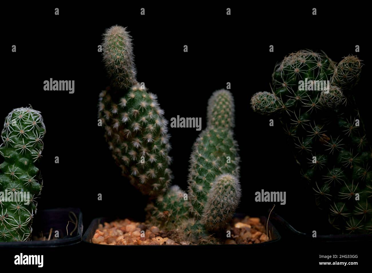 Little Tropical cactus green close up. side view Stock Photo - Alamy