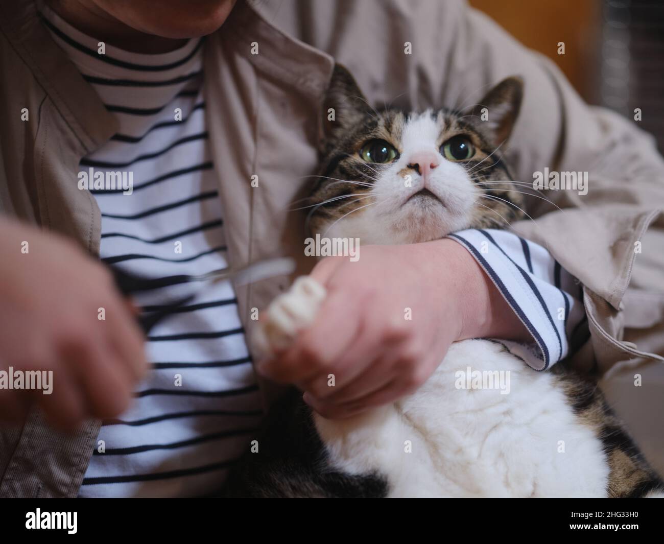Cat Cut Nails Stock Photo - Alamy