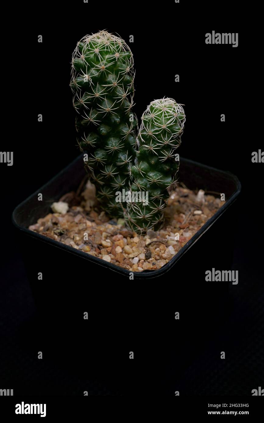 Little Tropical cactus green close up. side view Stock Photo - Alamy
