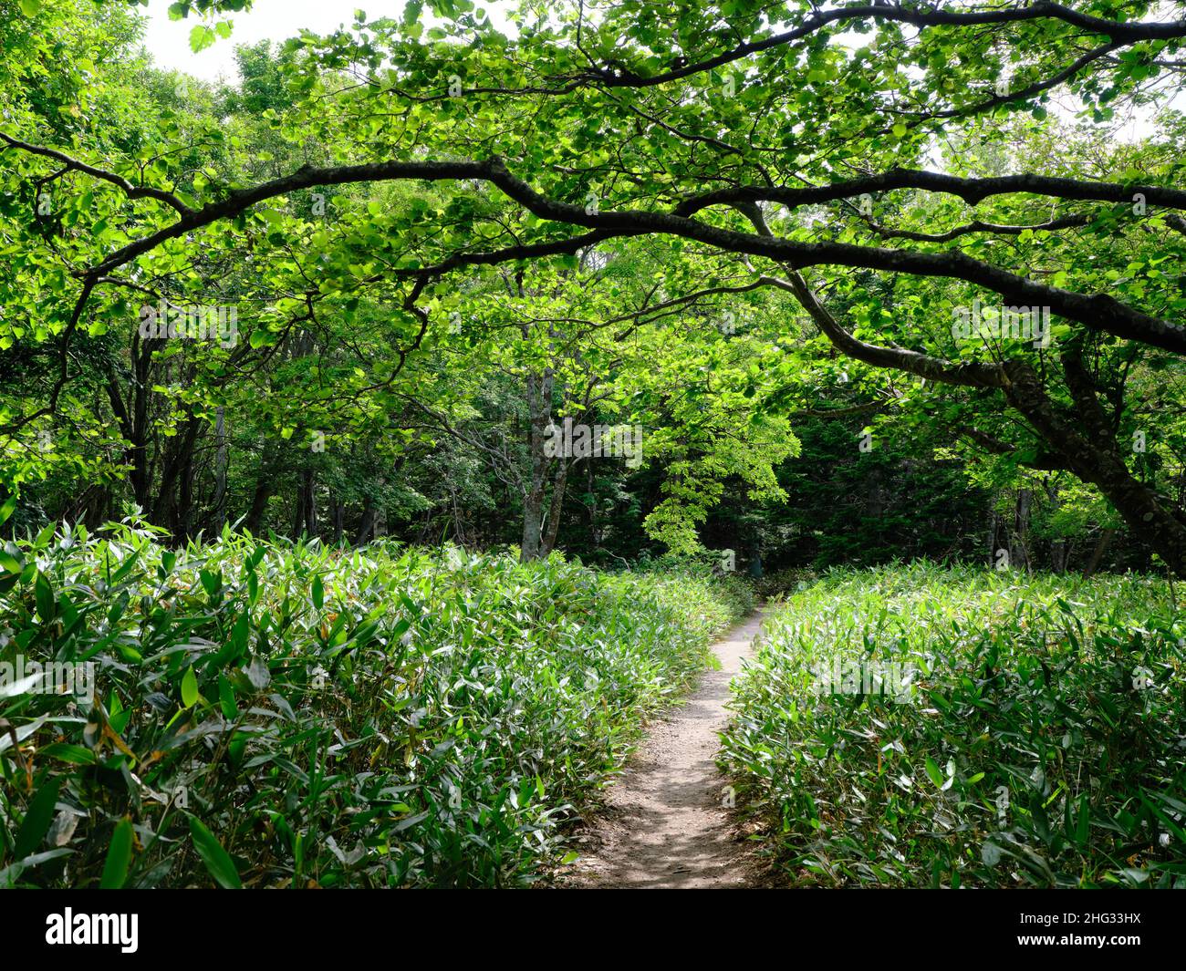 Road in Forest, Shiretoko, Hokkaido, Japan Stock Photo - Alamy