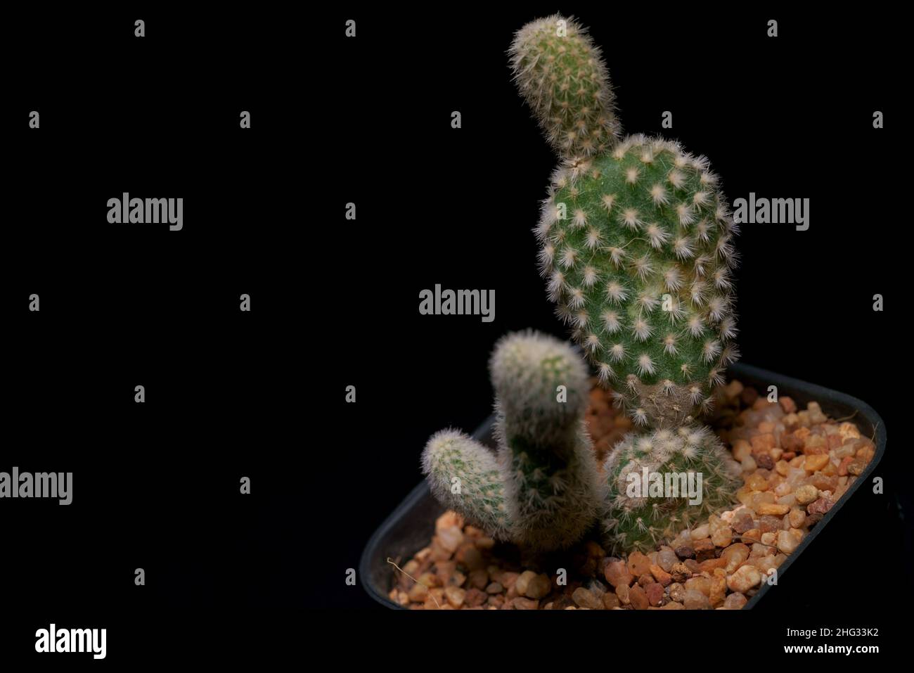 Little Tropical cactus green close up. side view Stock Photo - Alamy