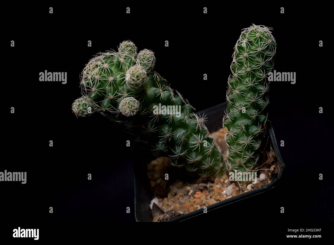 Little Tropical cactus green close up. side view Stock Photo - Alamy