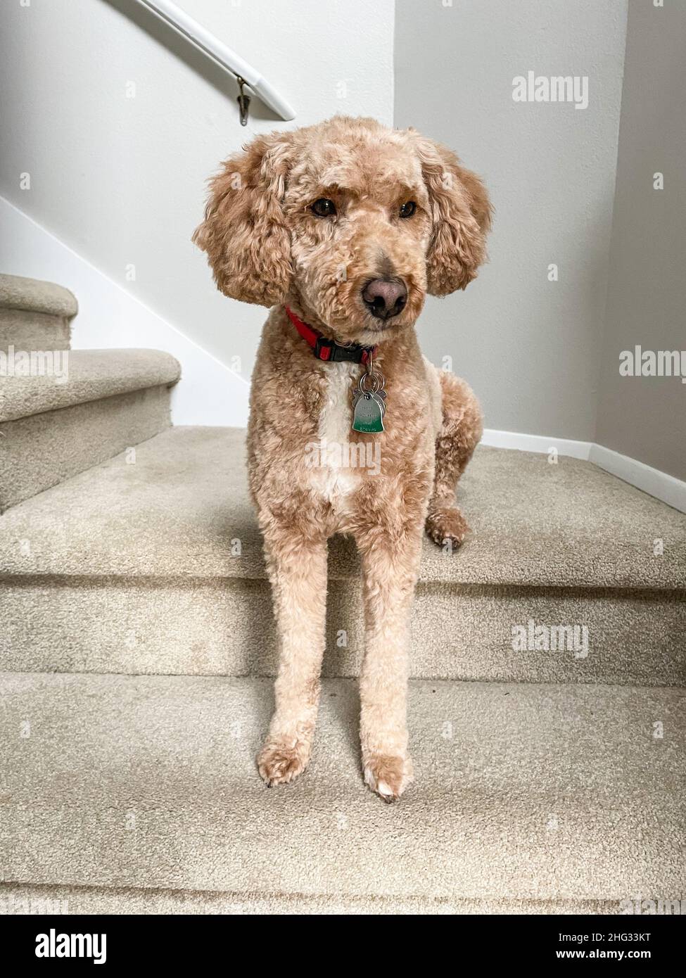Australian Labradoodle is a mix between the Labrador Retriever, Poodle ...