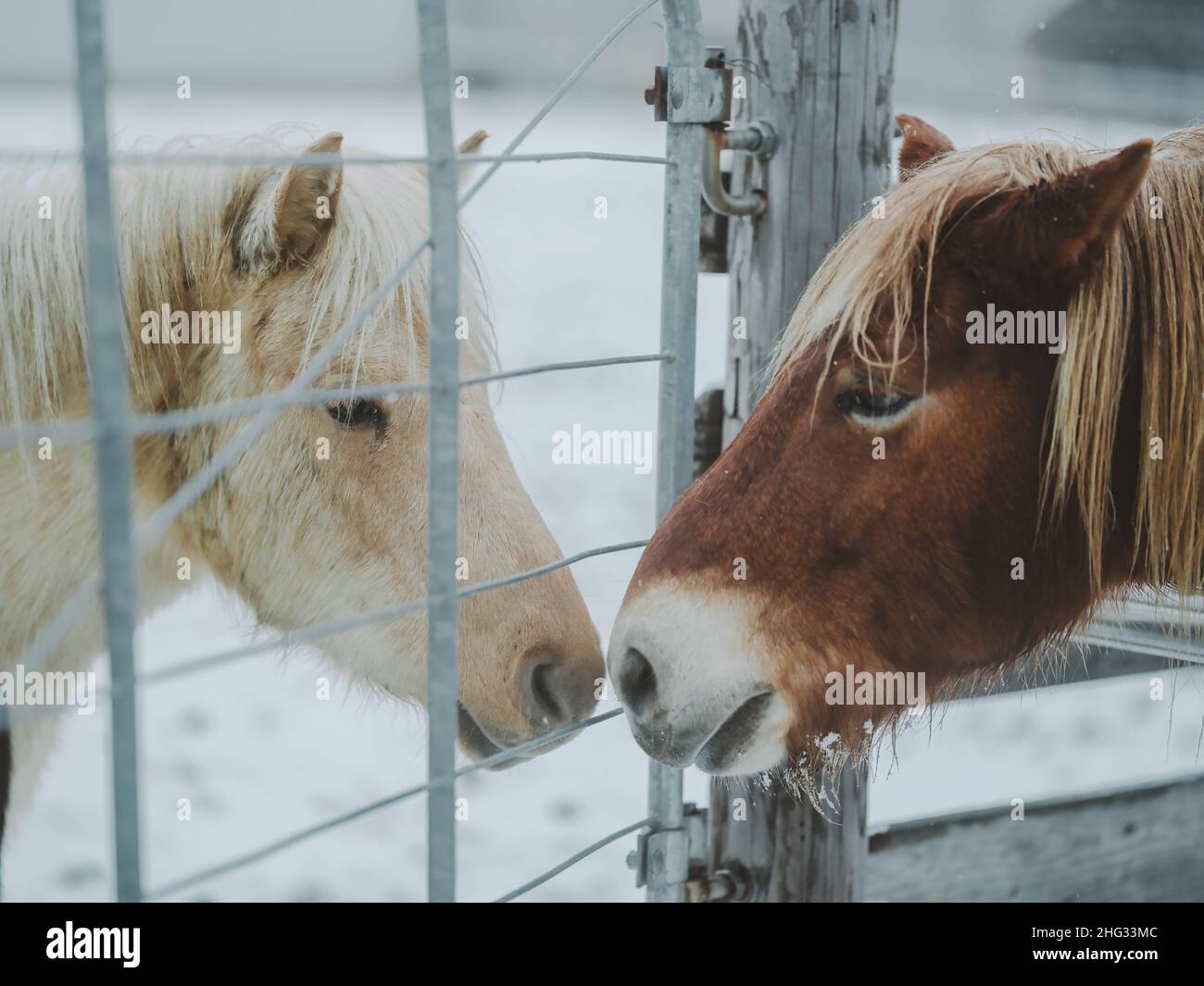 Two Dosanko Horses Stock Photo - Alamy