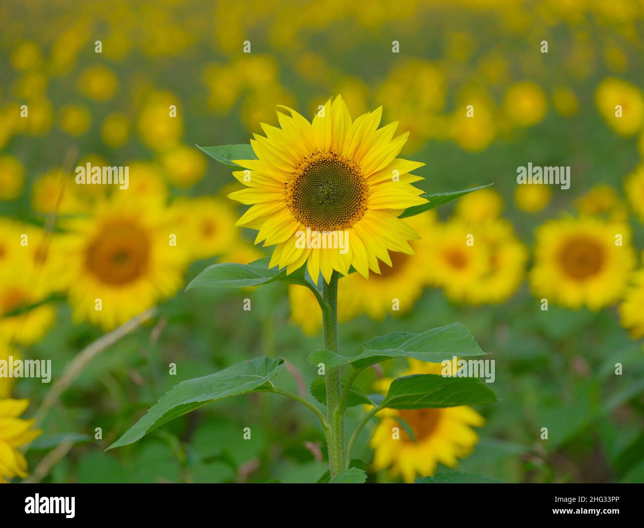 Sunflower field hokkaido japan hi-res stock photography and images - Alamy