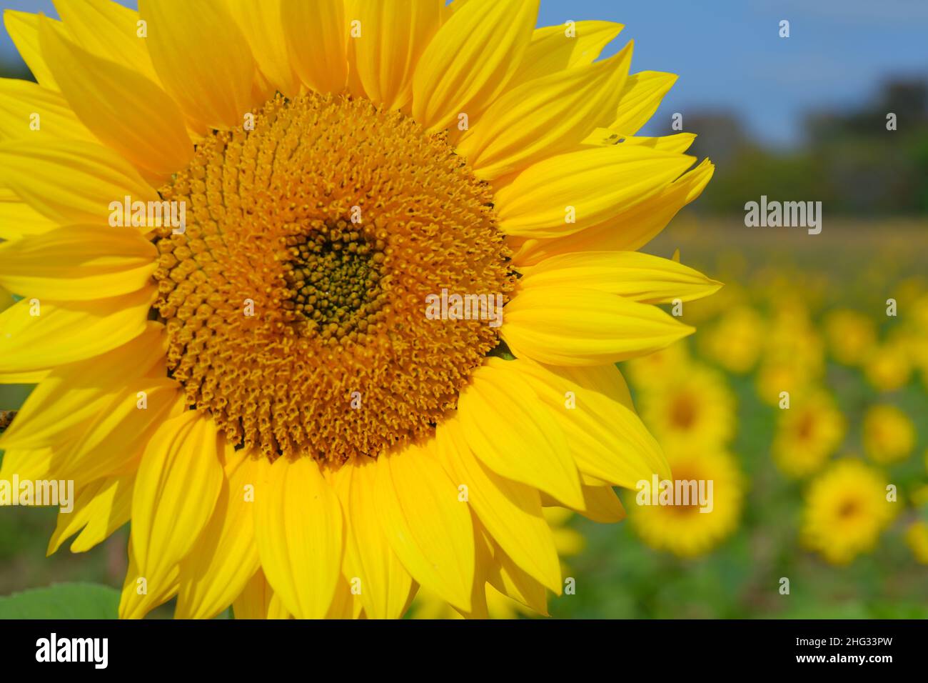 Sunflower shade hi-res stock photography and images - Alamy