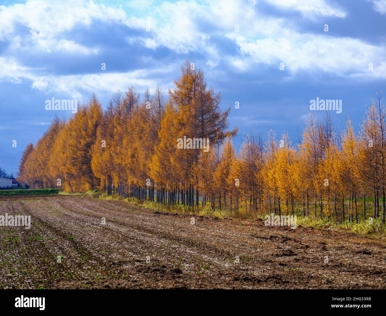 Larch farm hi-res stock photography and images - Alamy