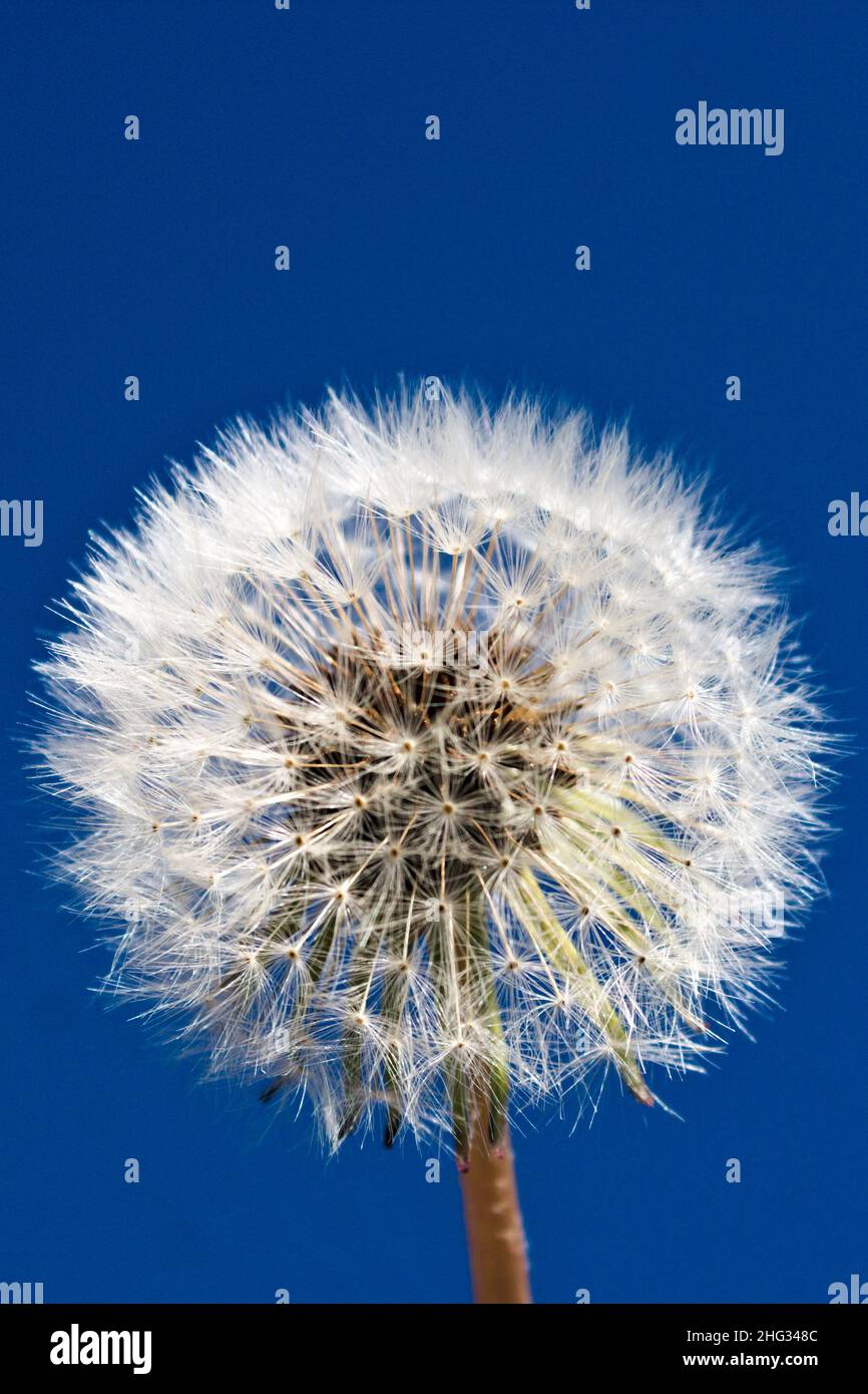Dandelion wall art hi-res stock photography and images - Alamy