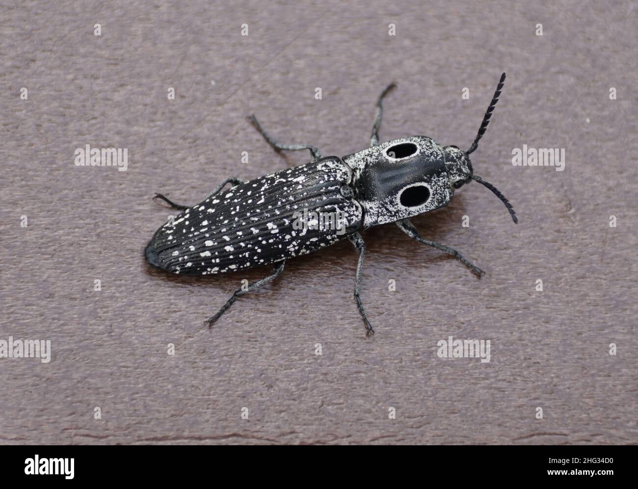 Black bettle hi-res stock photography and images - Alamy