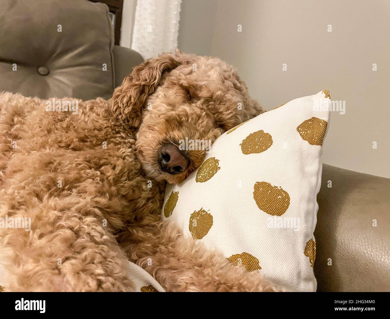 Australian Labradoodle is a mix between the Labrador Retriever, Poodle ...