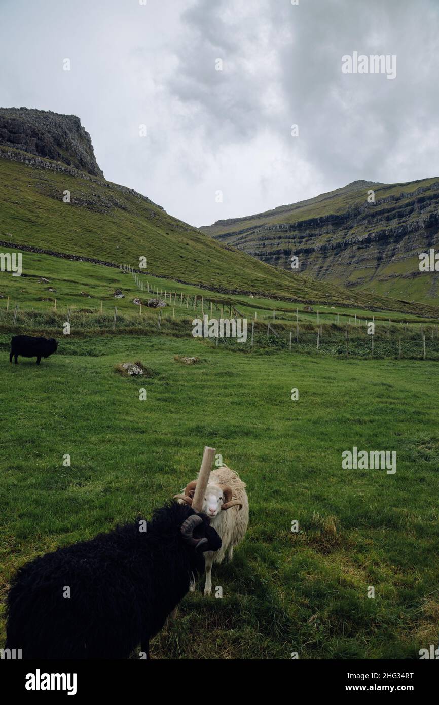 Faroe sheep hi-res stock photography and images - Alamy