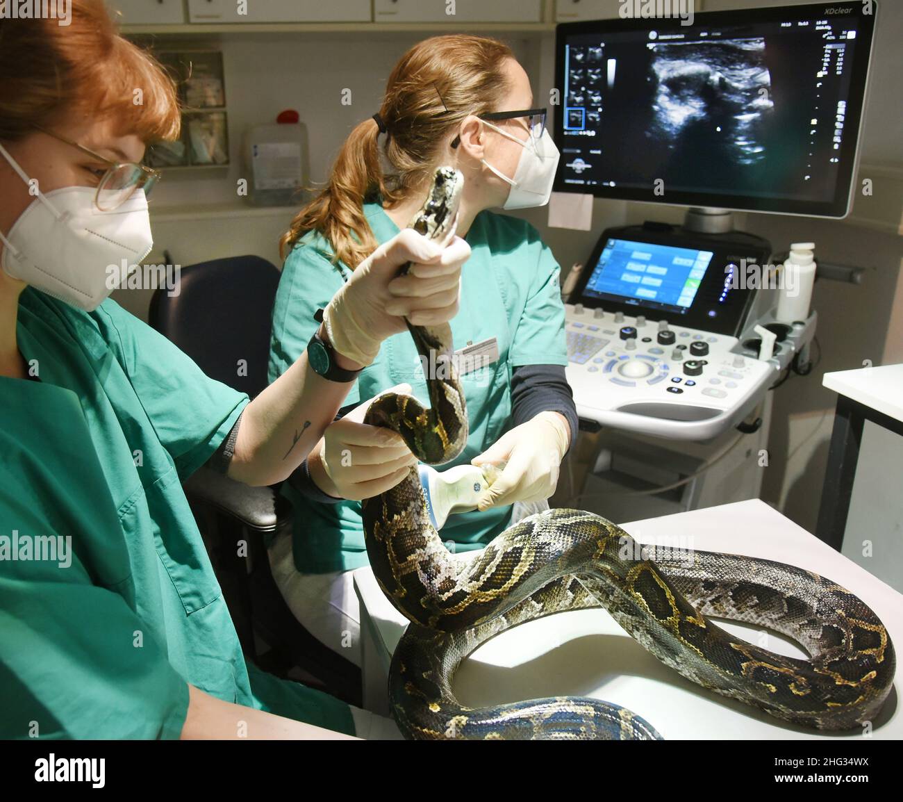 Intestinal action hi-res stock photography and images - Alamy