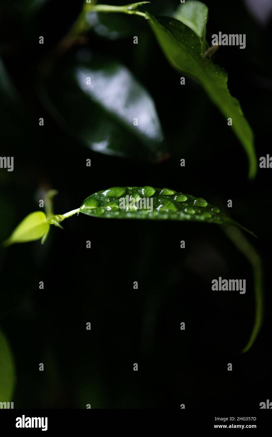 Ficus benjamina and home hi-res stock photography and images - Alamy