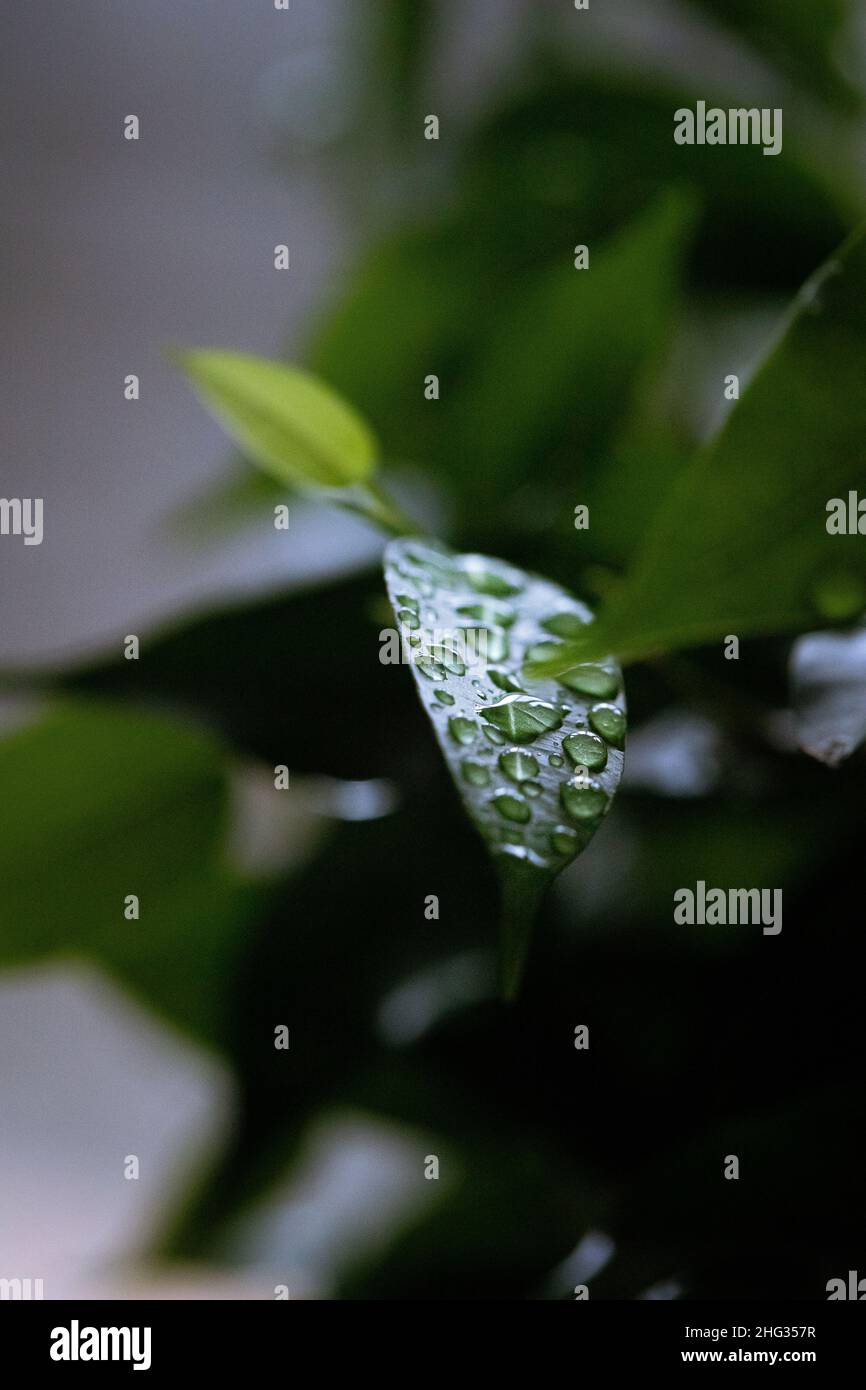 Ficus benjamina in a pot at home on the table. Macro photo. Top view ...