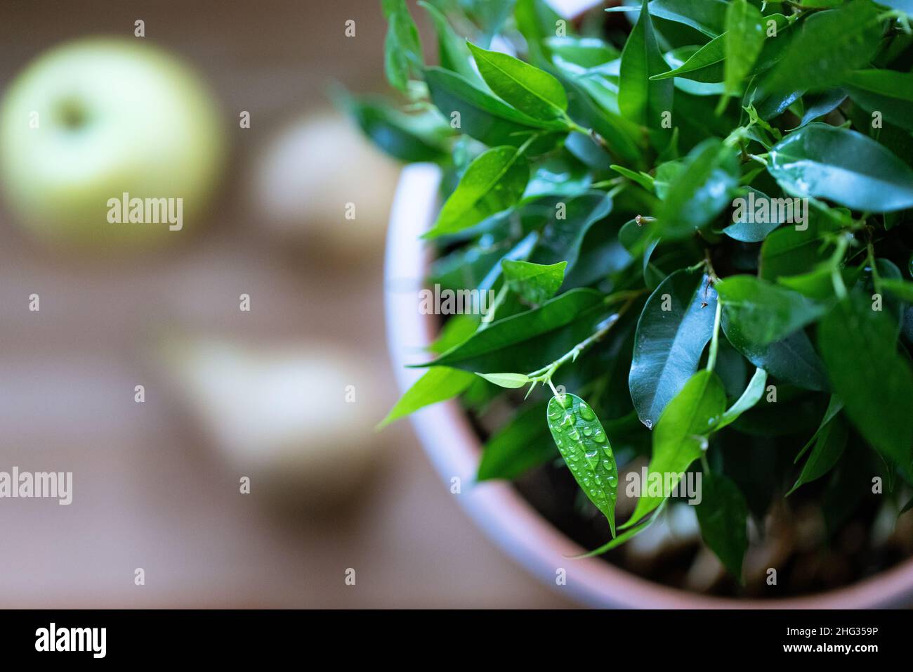 Ficus benjamina in a pot at home on the table. Macro photo. Top view ...