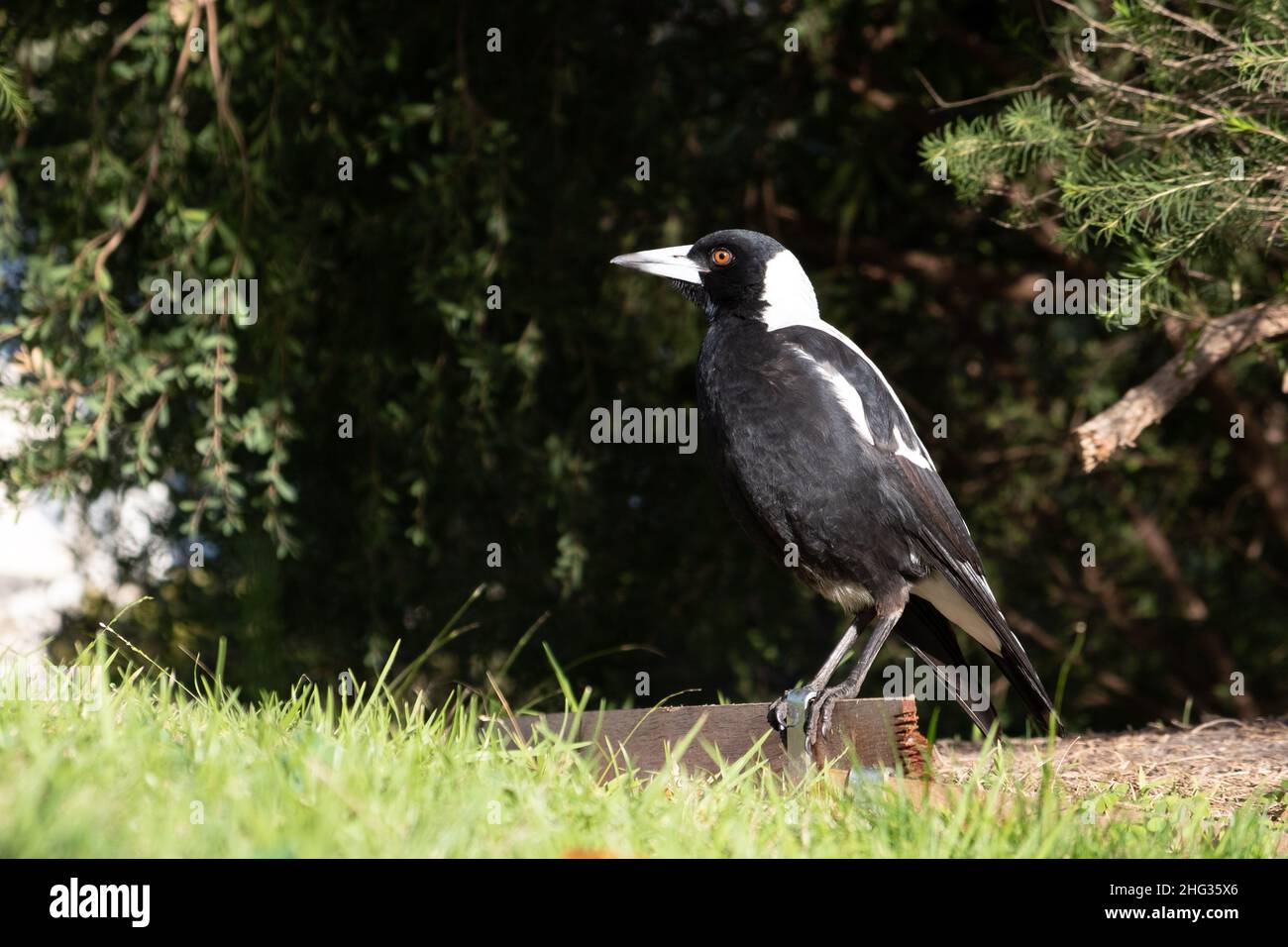 Portrait of Australian magpie on the ground Stock Photo - Alamy