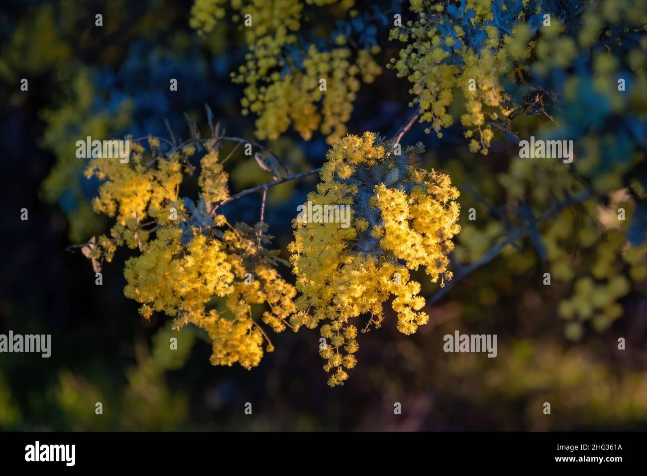 Amazing wattle tree flowers on blurred background Stock Photo - Alamy