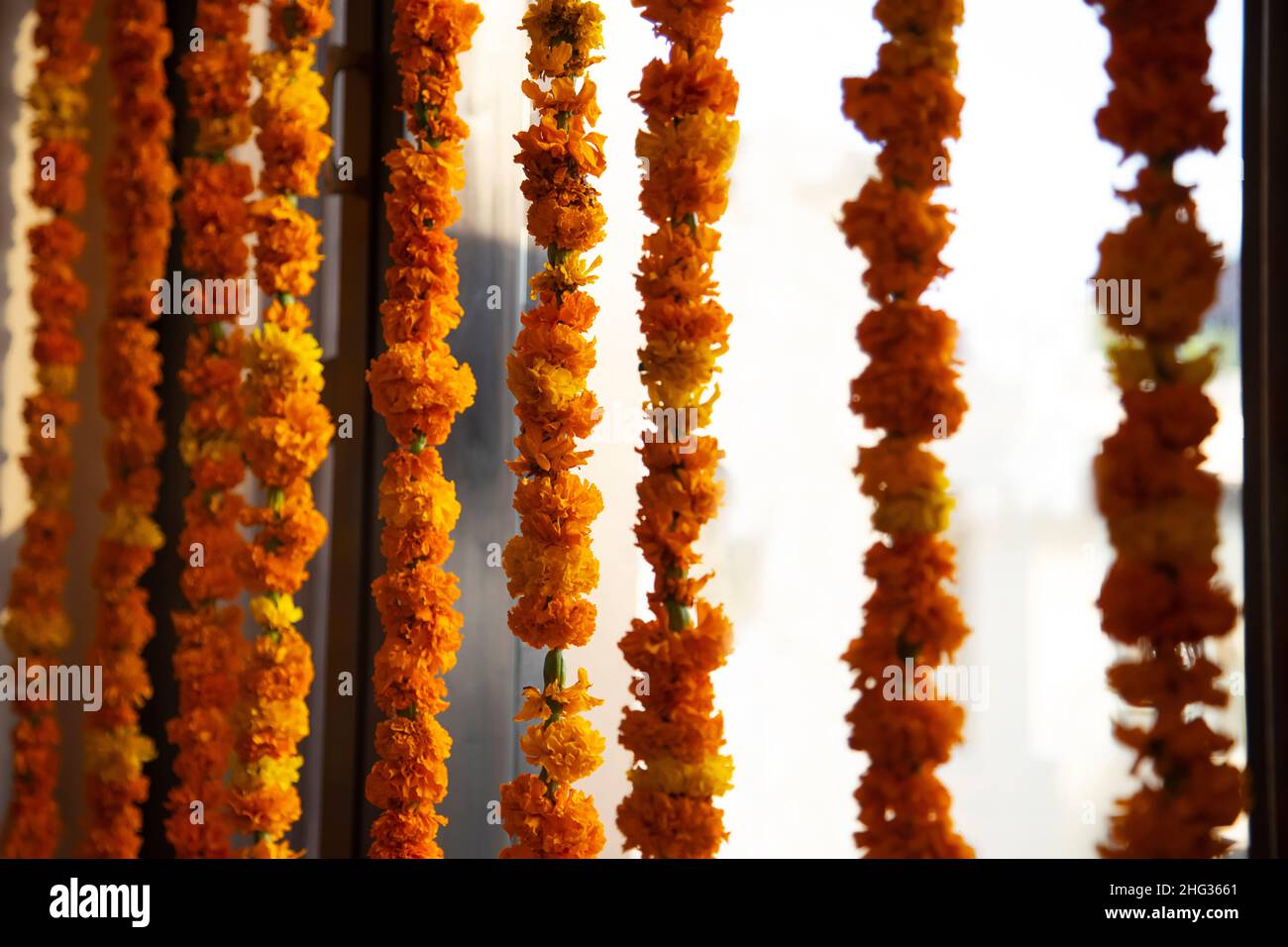 Marigold flowers indian asian hi-res stock photography and images - Alamy